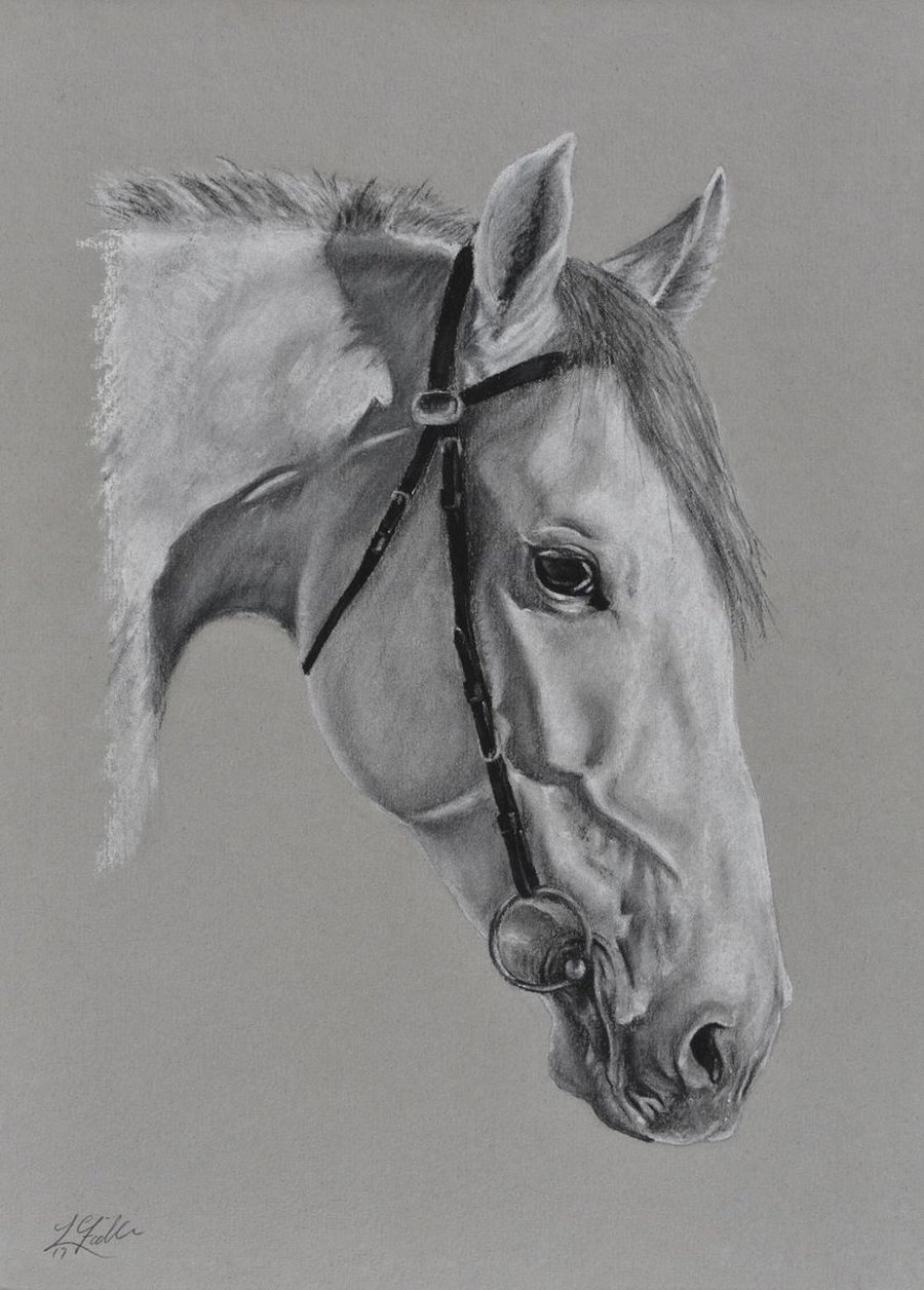 White Horse Pastel drawing by Lee Fidler | Artfinder