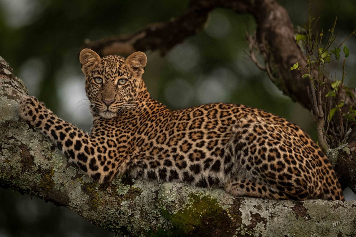 Nick Dale Original Art Works