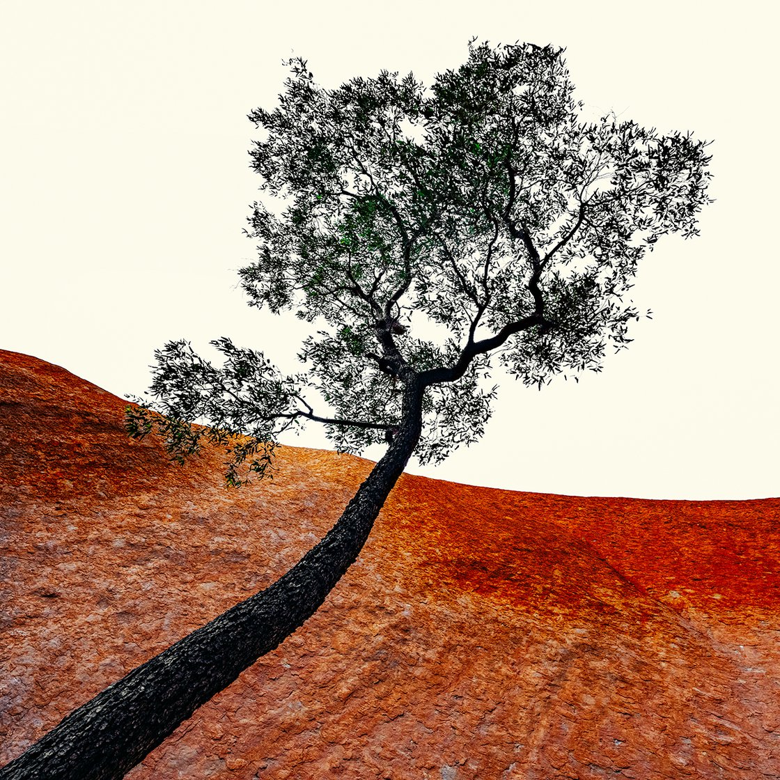 Uluru Tree Photograph by Nick Psomiadis | Artfinder