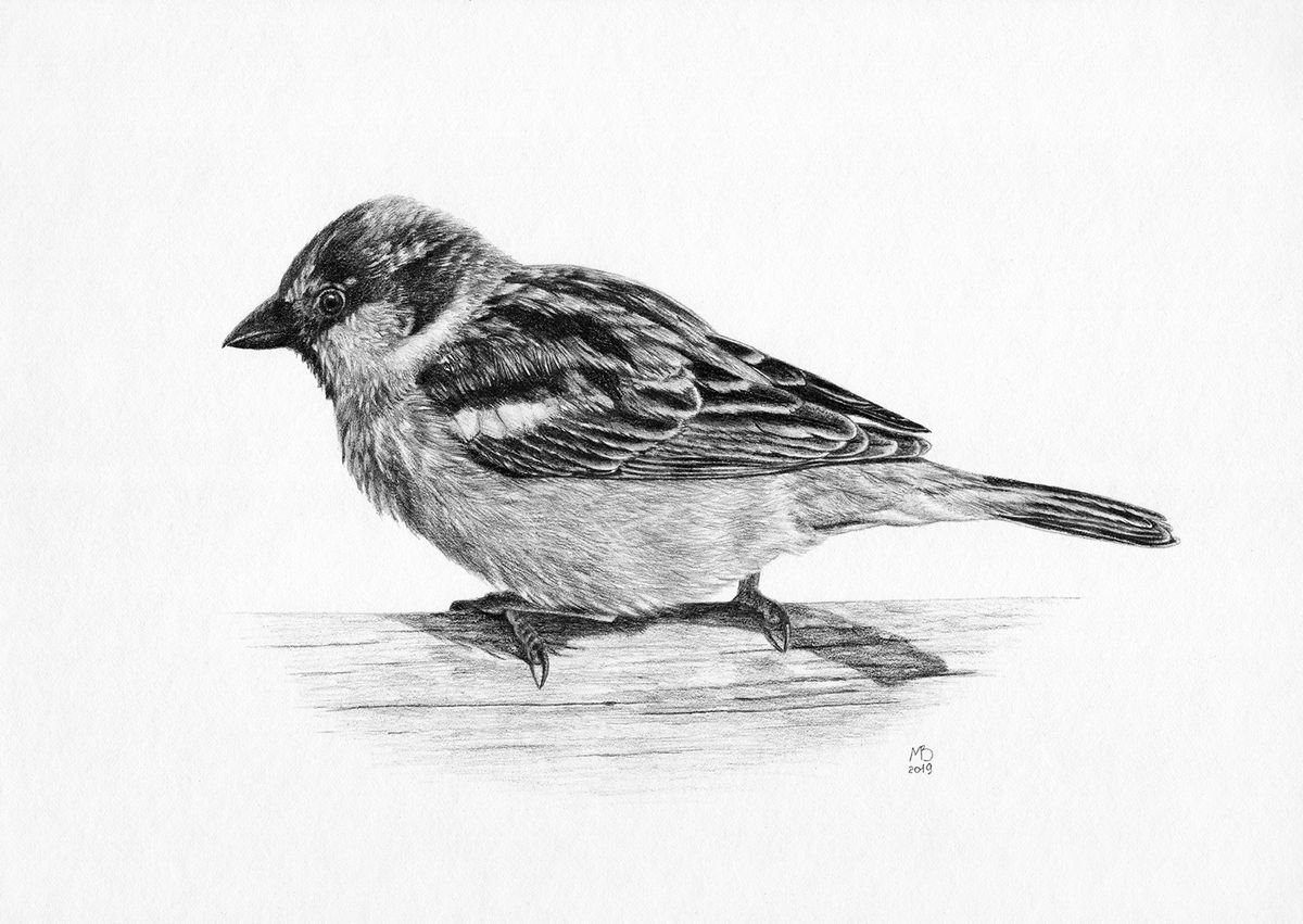 Original graphite pencils drawing bird "House sp | Artfinder