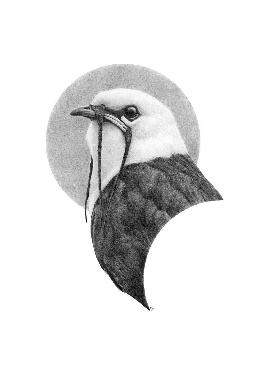 Three-wattled bellbird Pencil drawing by Mikhail Vedernikov | Artfinder
