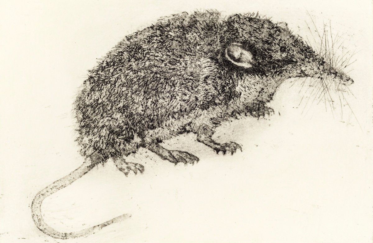 Scilly Shrew Etchings & engravings: Julie Dyer | Artfinder