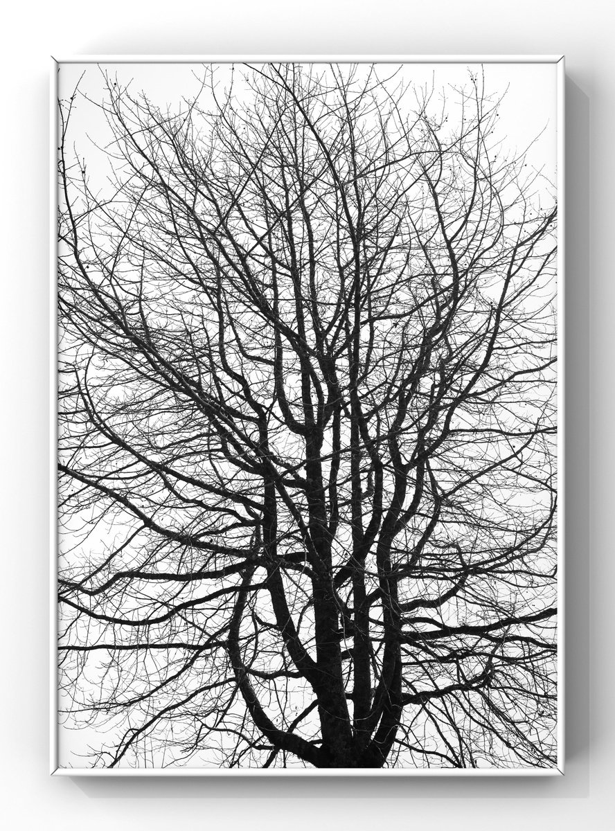 Tree of Life 2 Photograph by Rafael Campezato | Artfinder