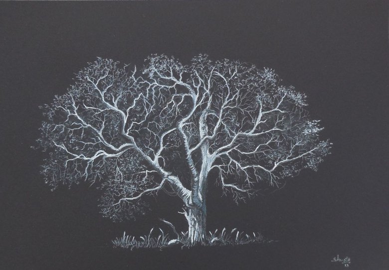 Oak Tree 3 Pencil drawing by Shweta Mahajan | Artfinder