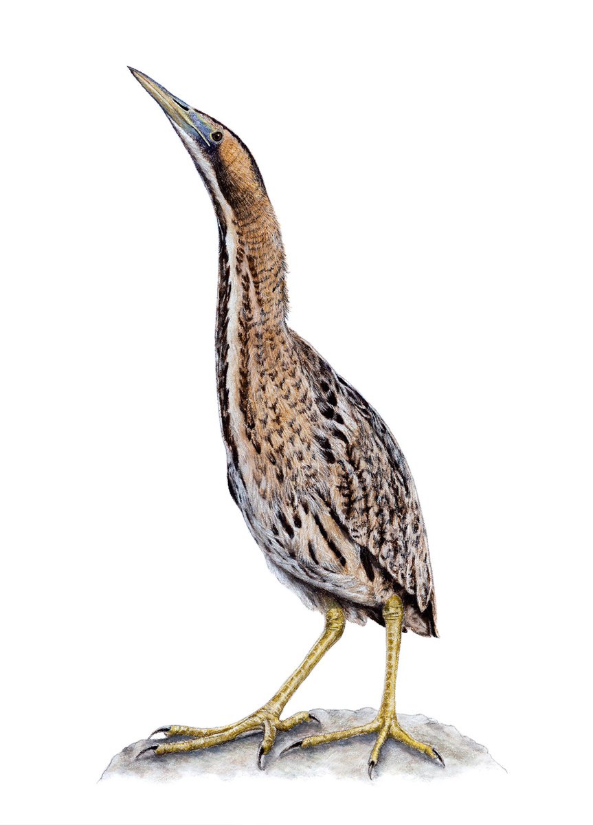 Original pastel drawing bird "Eurasian bittern" Pastel drawing: Mikhail ...