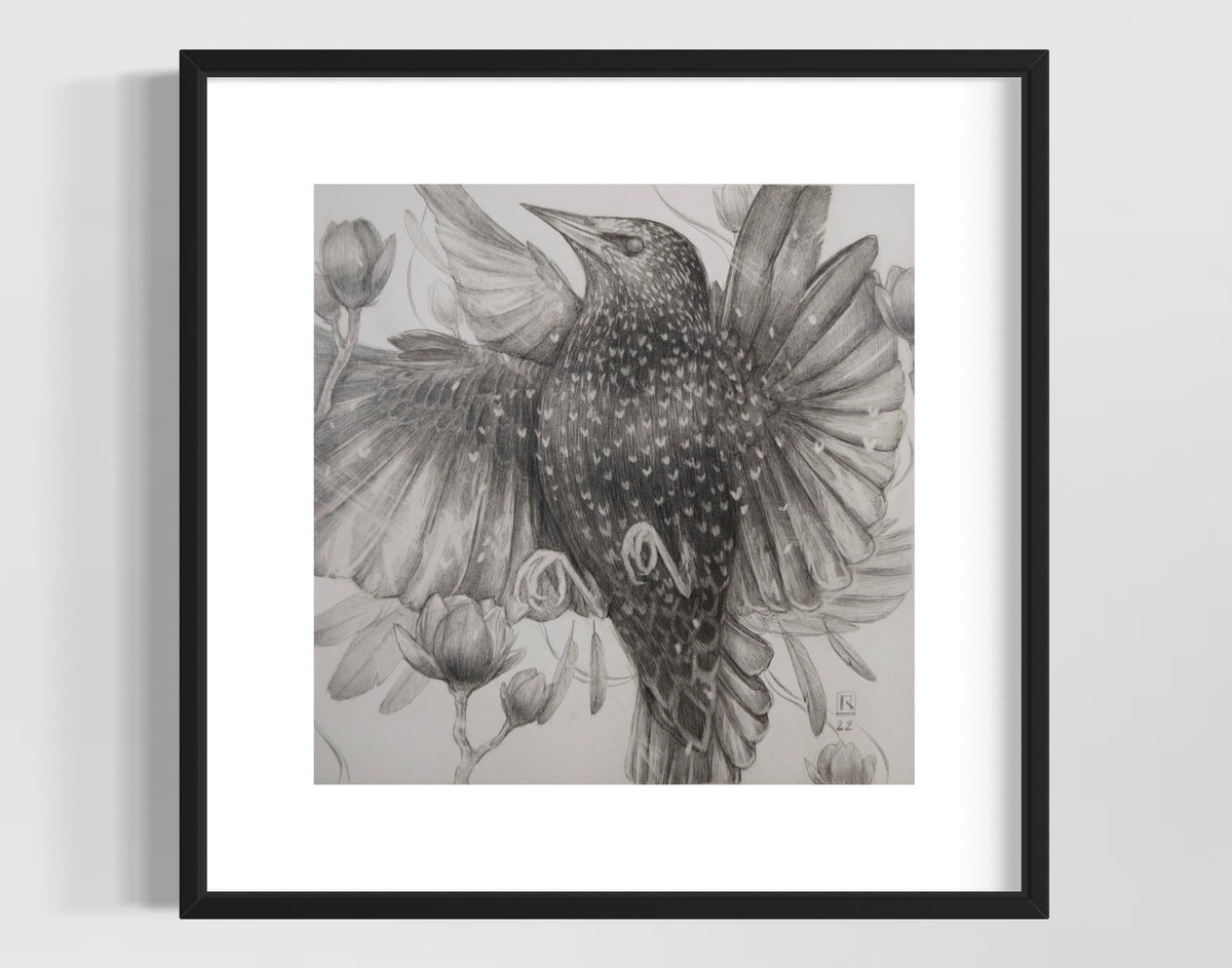 Starling Pencil drawing: Polina Kharlamova | Artfinder