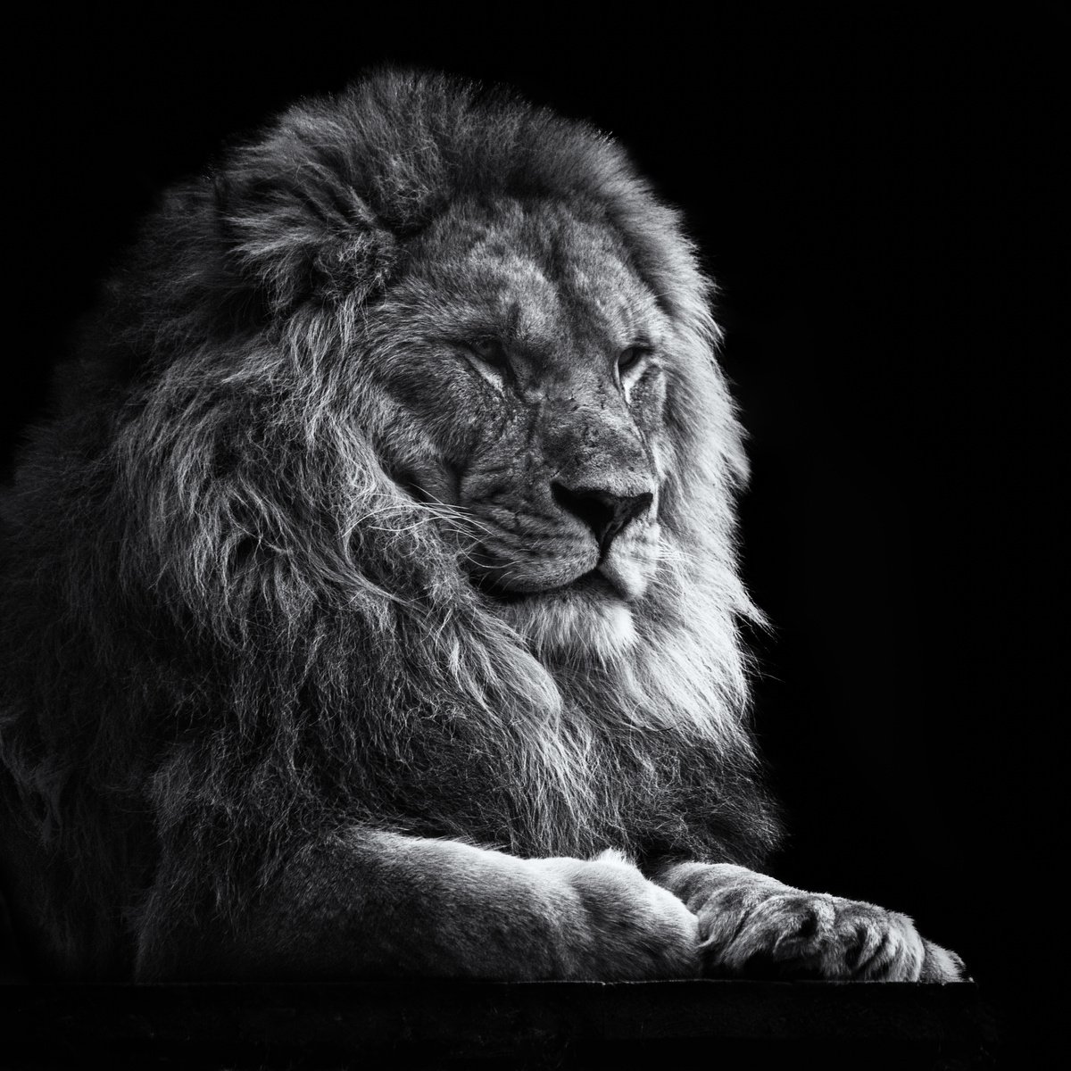 Lion relaxing Photograph: Paul Nash | Artfinder