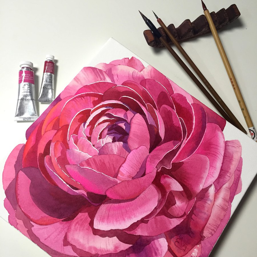 Bright pink Ranunculus flower Watercolour: Eleanor Mill | Artfinder