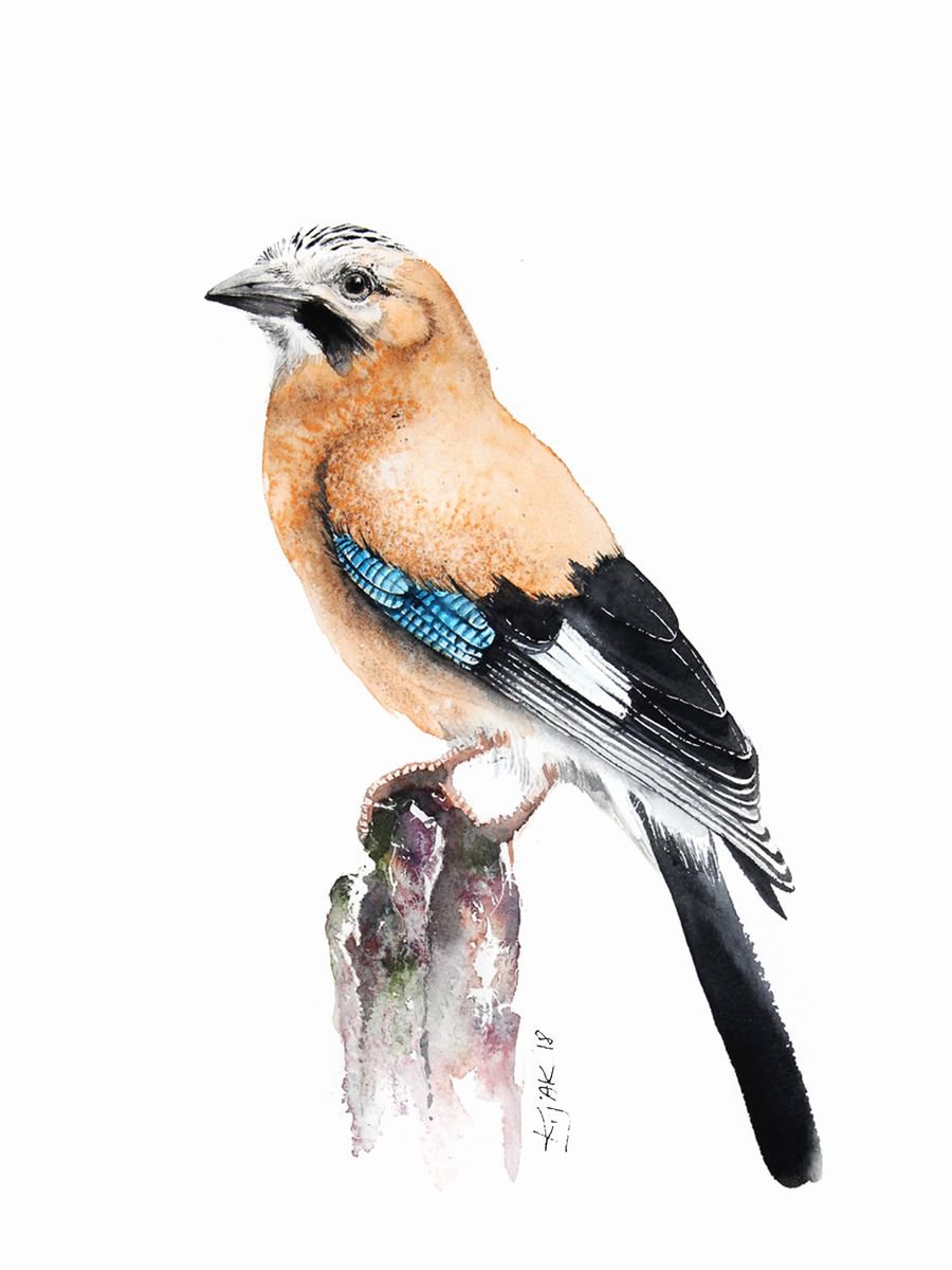 Eurasian Jay, wildlife, birds and animals Watercolour: Karolina Kijak ...