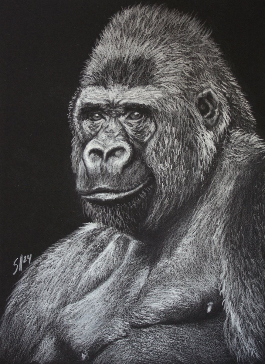 Original Pencil Drawing - Gorilla II by Salana Art / Svetlana Samovarova