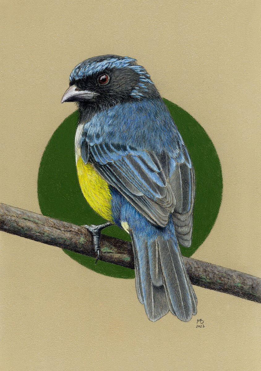 Buff-breasted mountain tanager Pastel drawing by Mikhail Vedernikov ...