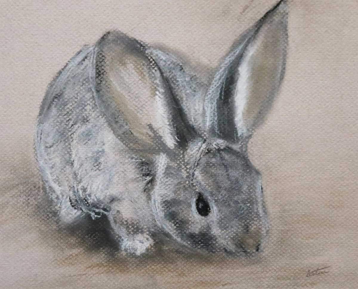 Cottontail rabbit Pastel drawing by Stephanie Peters | Artfinder