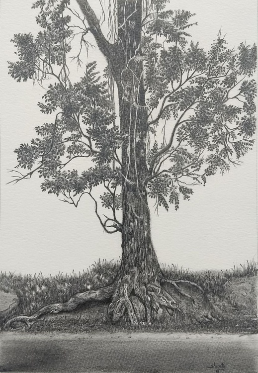 Indian Mahogany Tree Graphite Drawing | Artfinder
