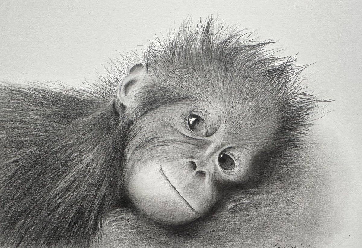 Baby orangutan Pencil drawing by Maxine Taylor | Artfinder