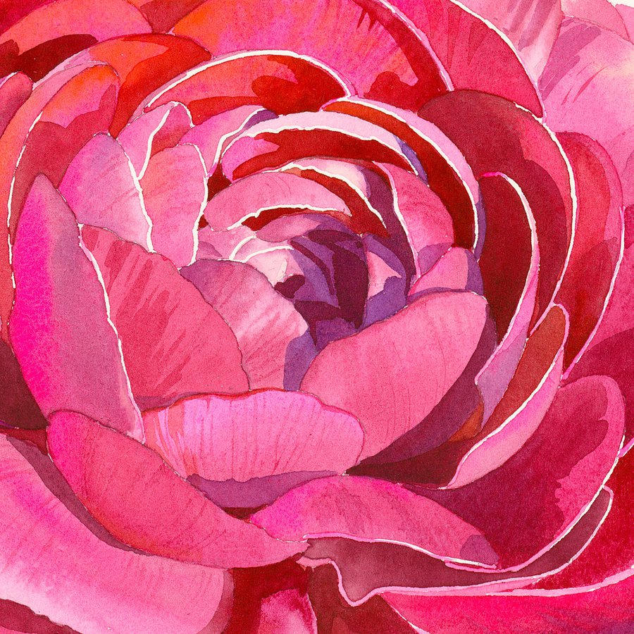 Bright pink Ranunculus flower Watercolour: Eleanor Mill | Artfinder