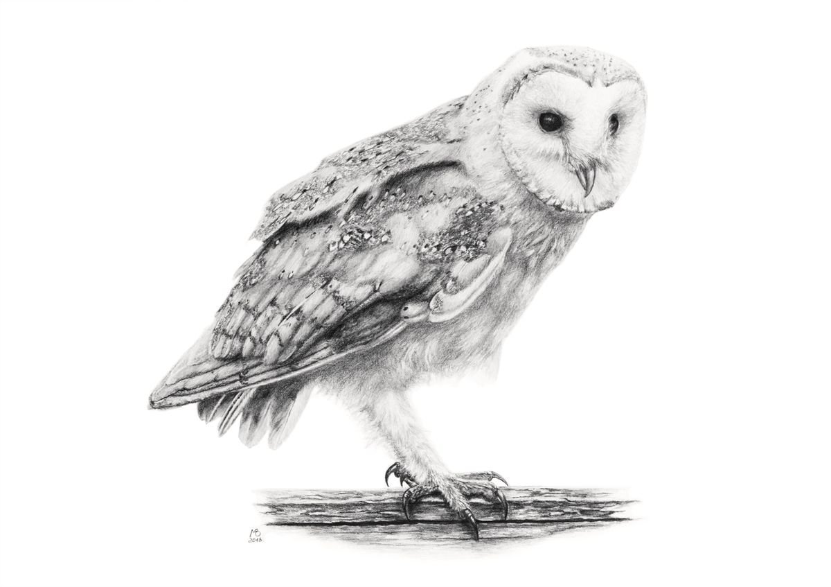 Original graphite pencil drawing "Barn owl" | Artfinder