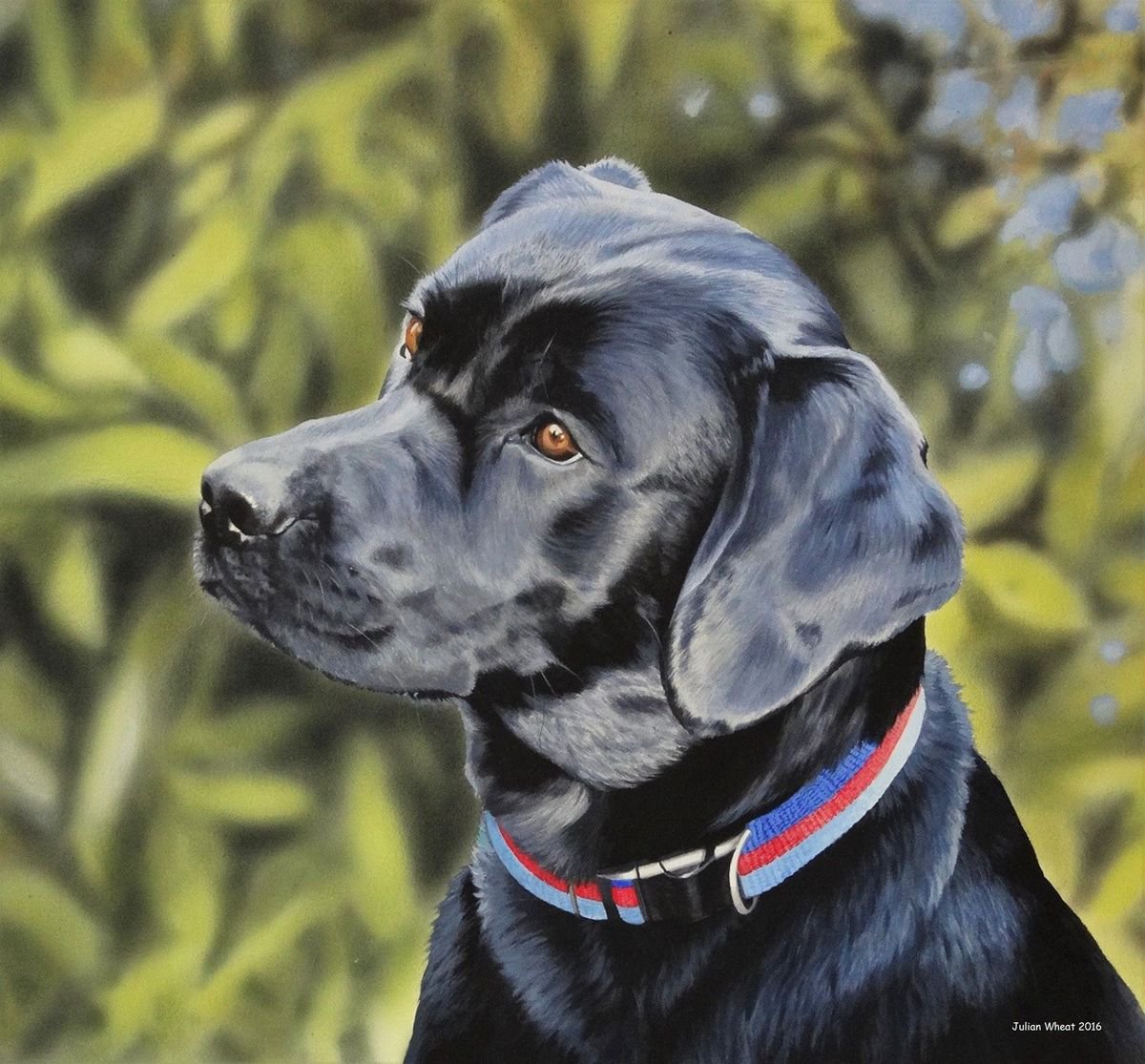 Black Labrador Study Acrylic painting by Julian Wheat | Artfinder