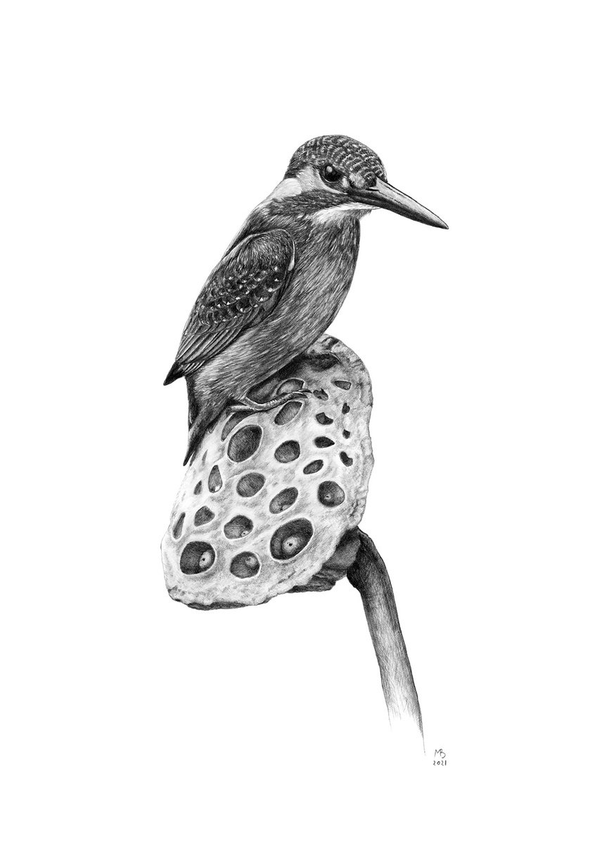 Original graphite pencils drawing bird "Common kingfisher" Pencil ...