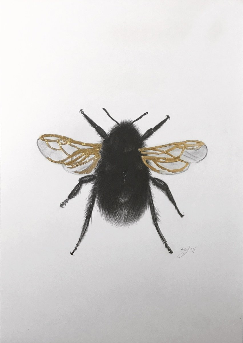 Gold leaf bumblebee Pencil drawing: Amelia Taylor | Artfinder
