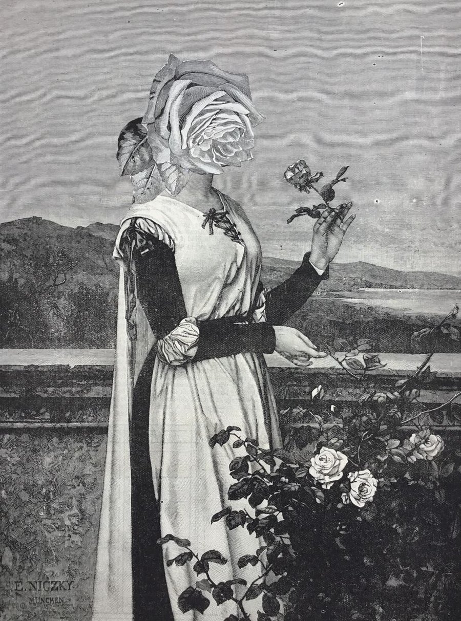 Roses Collage: Tudor Evans | Artfinder