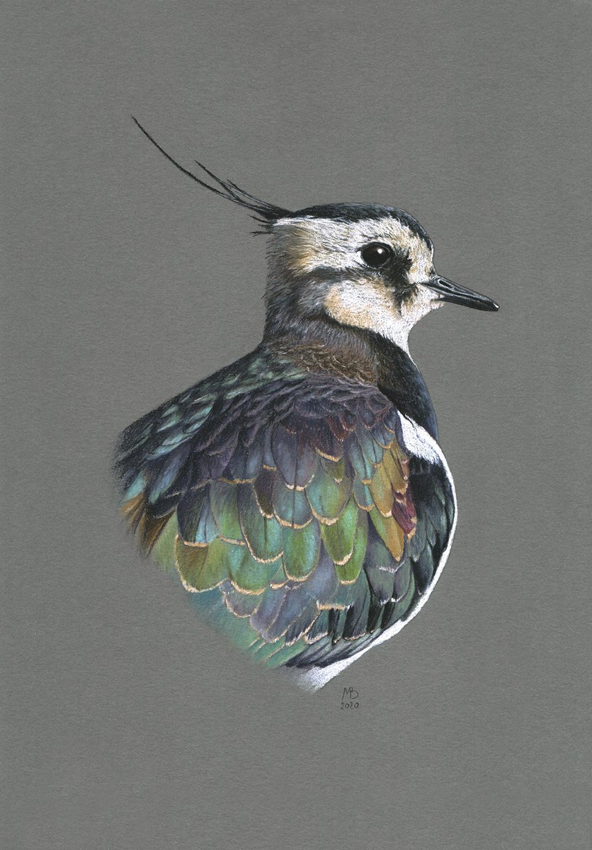 Original pastel drawing bird "Northern lapwing" Pastel drawing: Mikhail ...