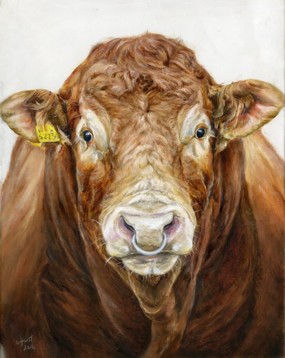 Limousin bull portrait by Una Hurst | Artfinder