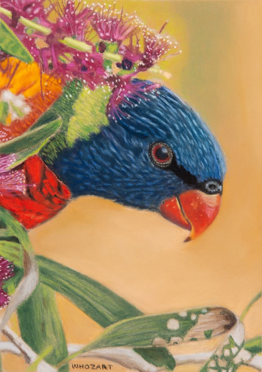 Australian Rainbow Lorikeet Pastel drawing: Gary Thomas | Artfinder