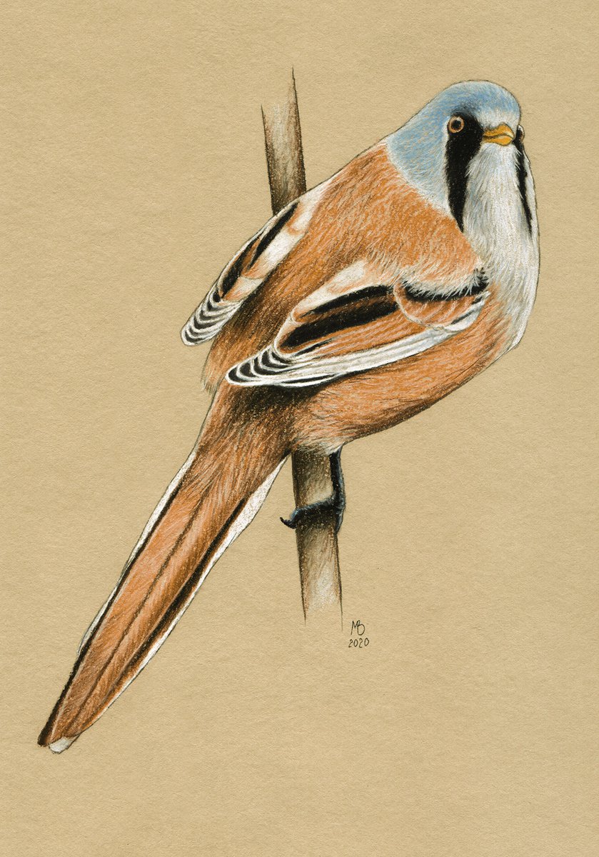 Original pastel drawing bird "Bearded reedling" Pastel drawing by ...
