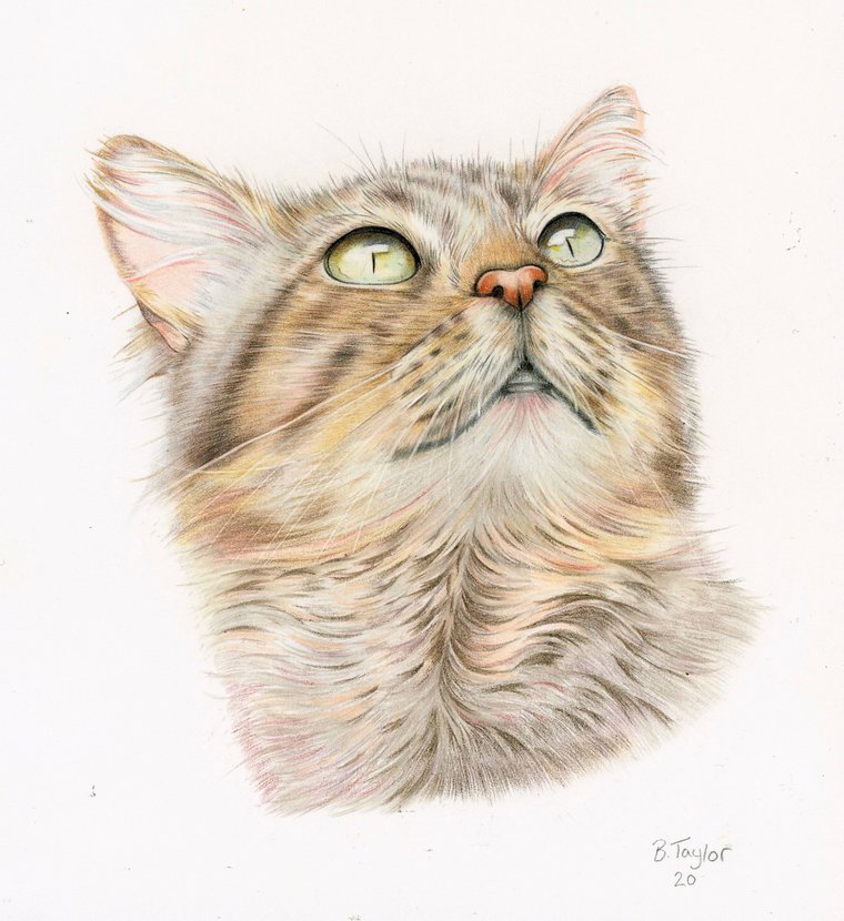 Cat Drawing Color