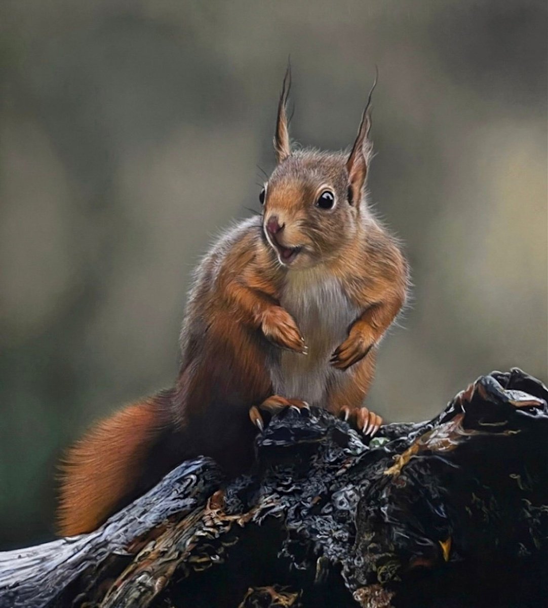 Red Squirrel Pastel drawing by Clare Parkes | Artfinder