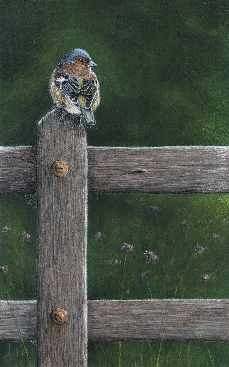 Original pastel drawing bird "Common chaffinch" Pastel drawing by ...