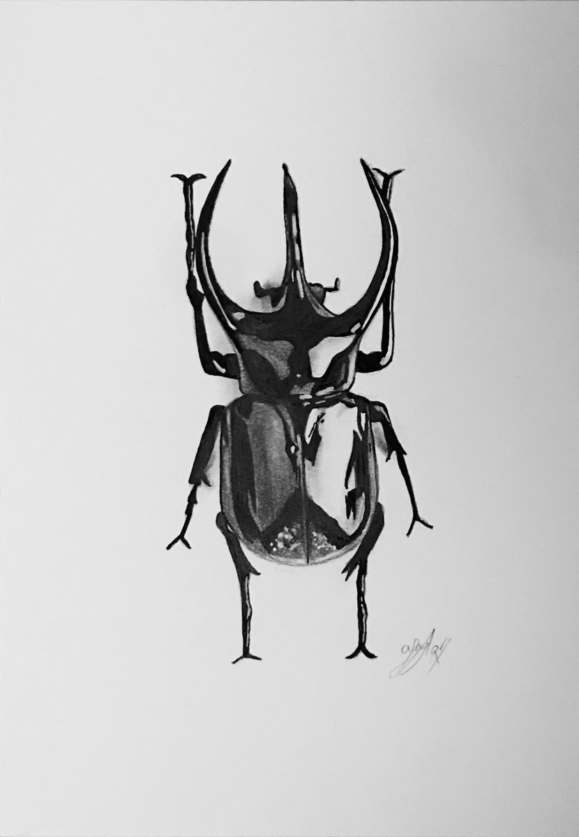 Beetle Pencil drawing by Amelia Taylor | Artfinder