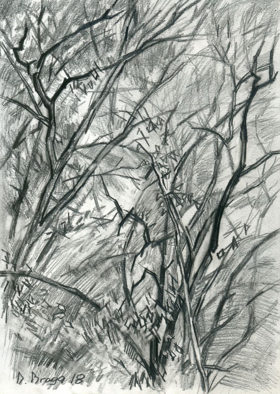 Autumn trees_16_10_18 Pencil drawing: Dima Braga | Artfinder