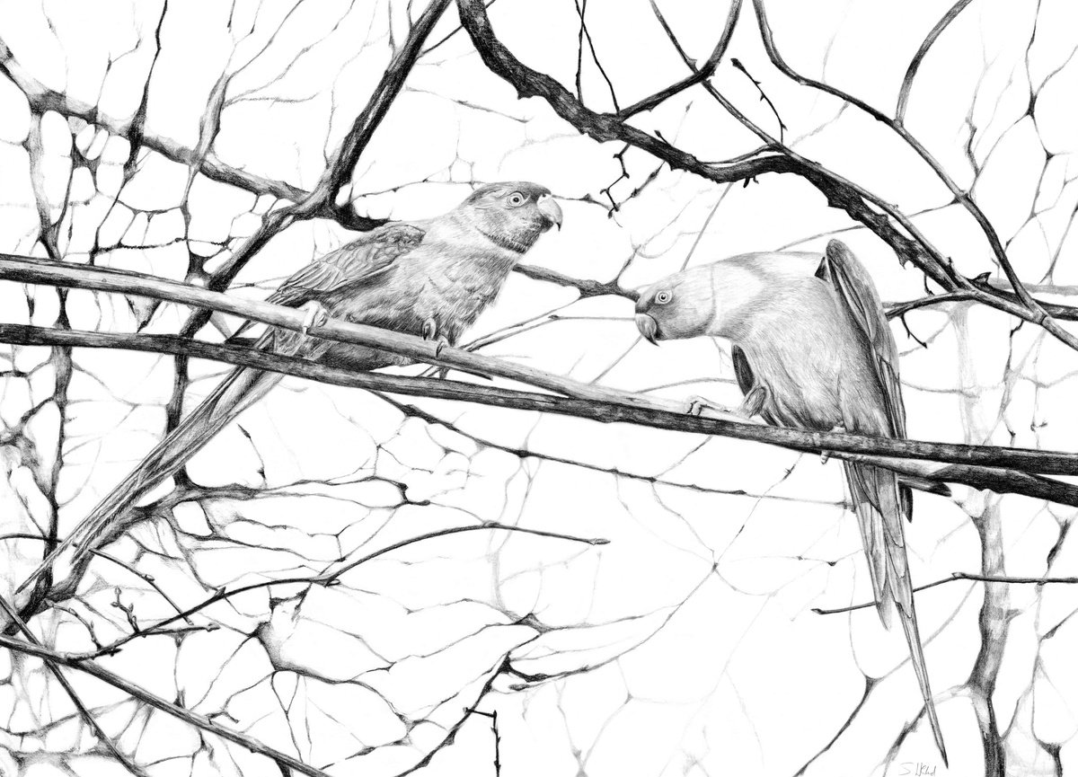 Hyde Park Parakeets Pencil drawing: Susannah Weiland | Artfinder