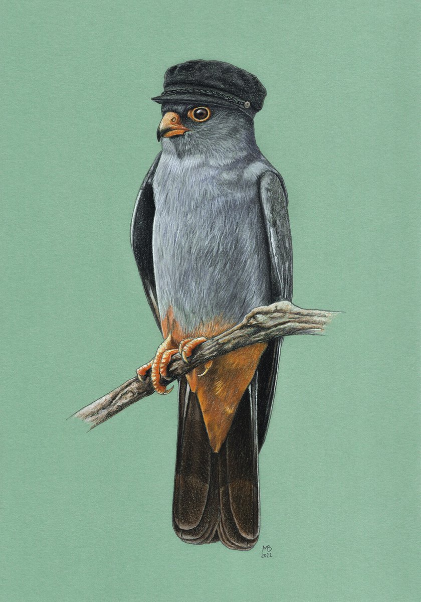 Original pastel drawing bird "Red-footed falcon" Pastel drawing by ...
