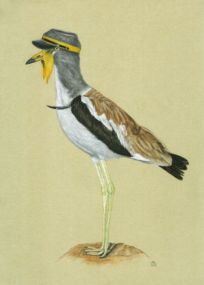 Original pastel drawing "White-crowned lapwing" Pastel drawing by ...