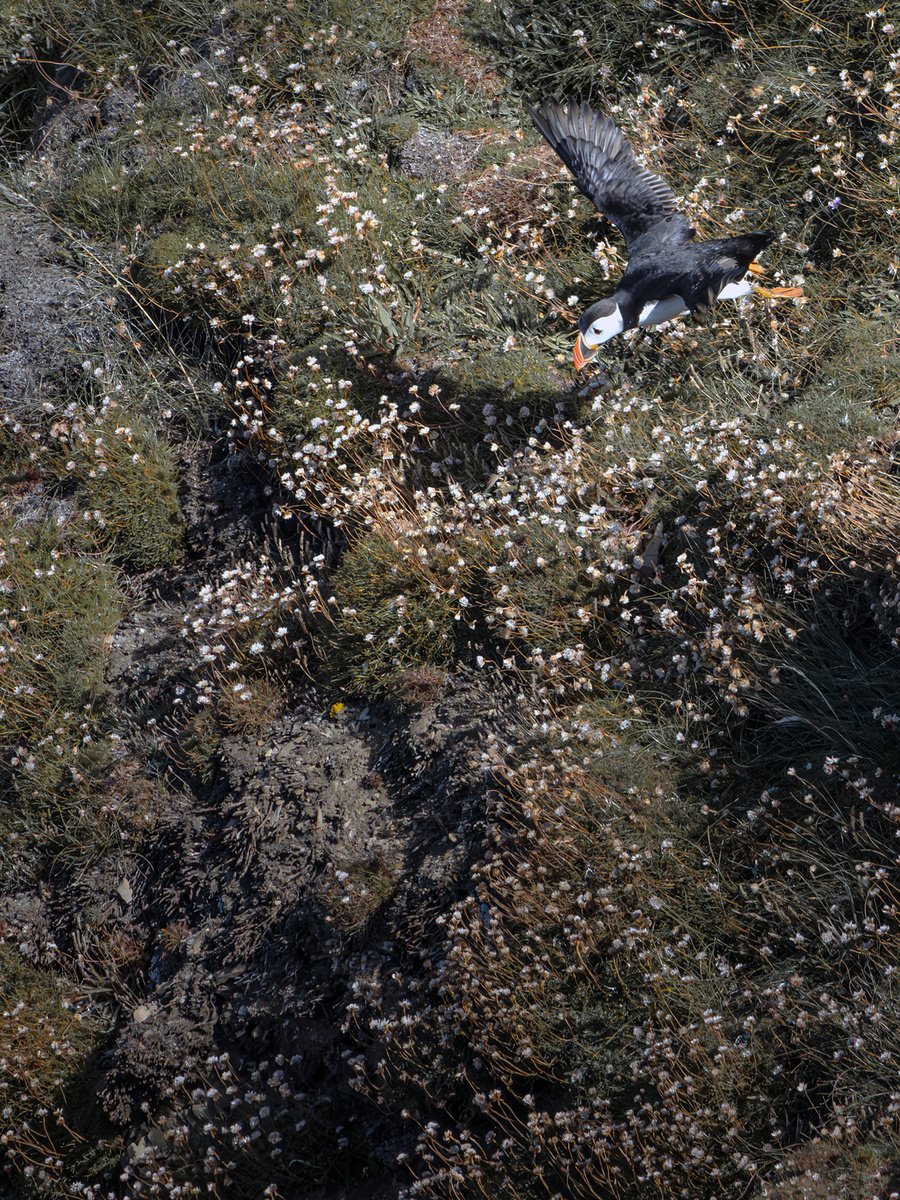 PUFFIN IN ACTION Photograph: Fabio Accorrà | Artfinder
