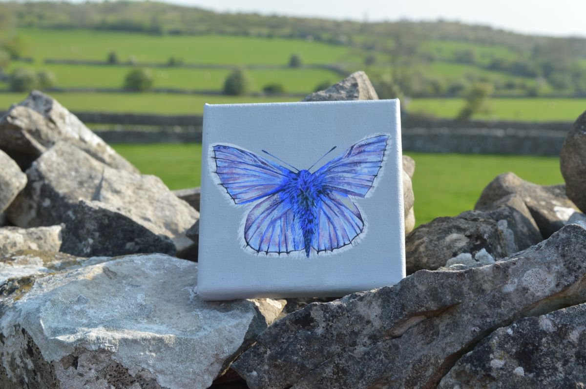 Adonis Blue Butterfly Acrylic painting by Gemma Duffield | Artfinder
