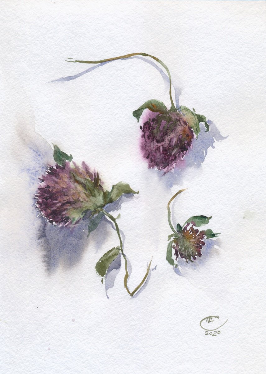 Clover. Still life with flowers of clover. Watercolour: Tatyana ...