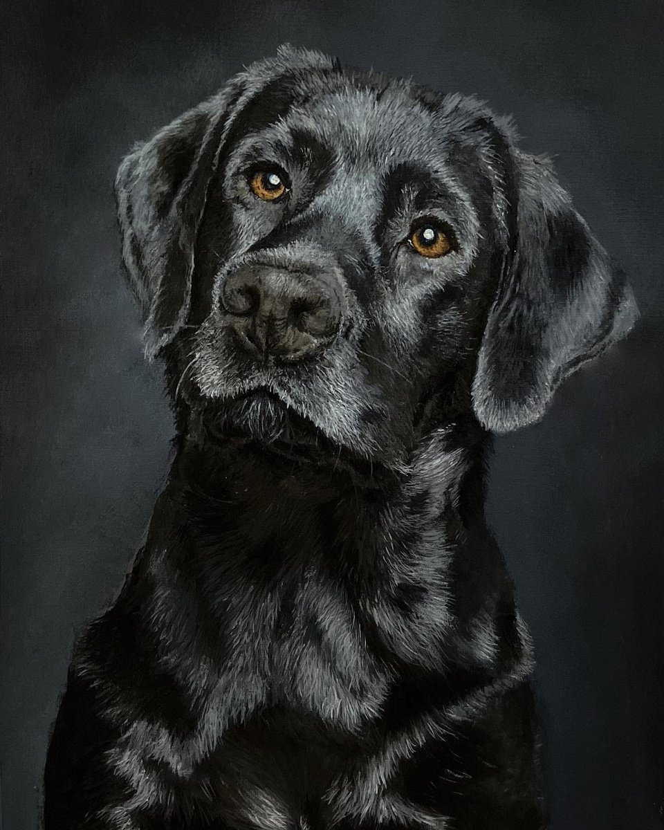Black Labrador original painting Acrylic painting by Paul Hardern ...