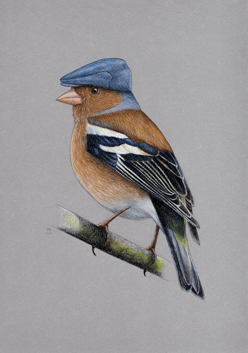 Common chaffinch Pastel drawing by Mikhail Vedernikov | Artfinder