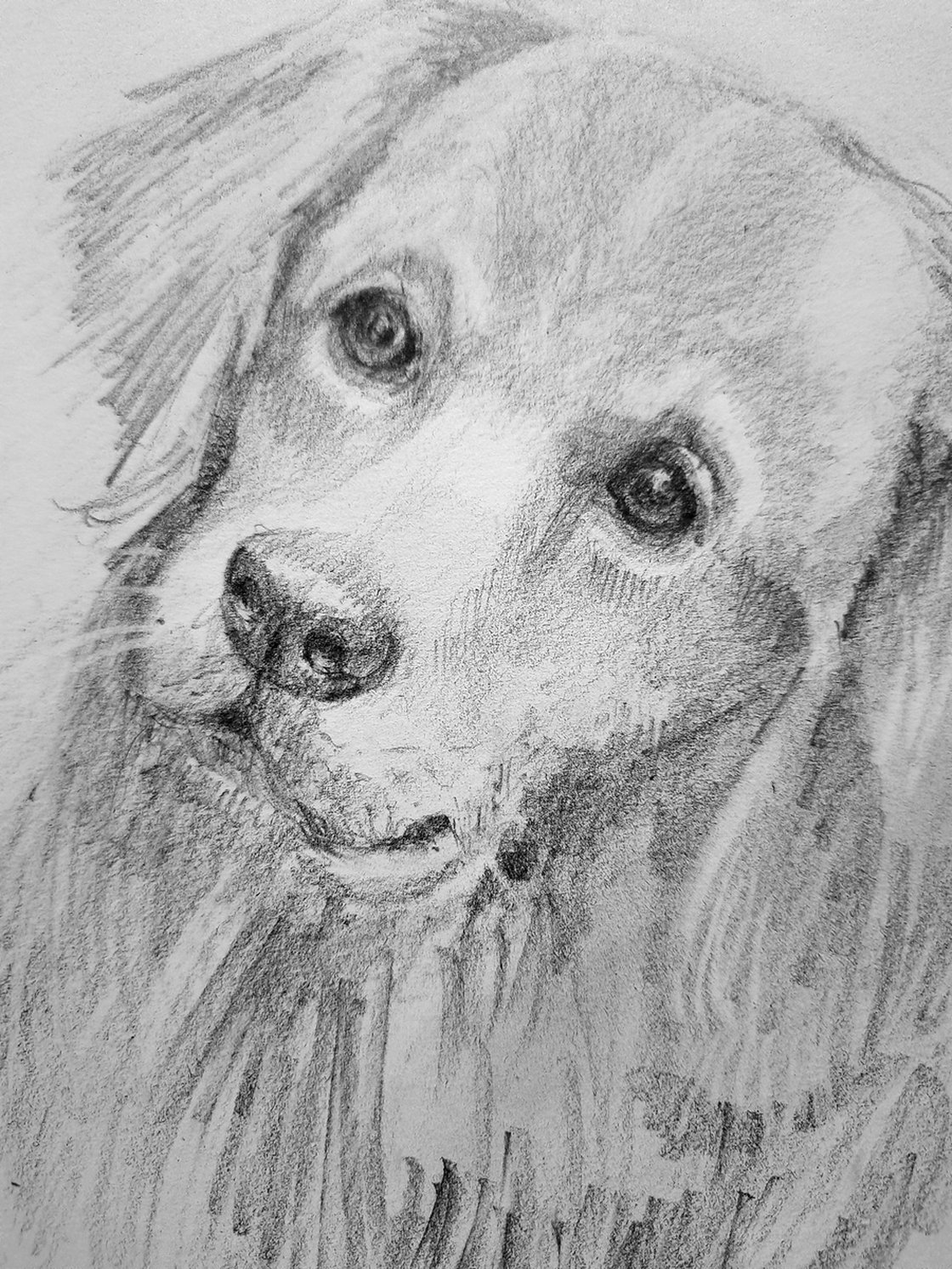 how to draw golden retriever puppy