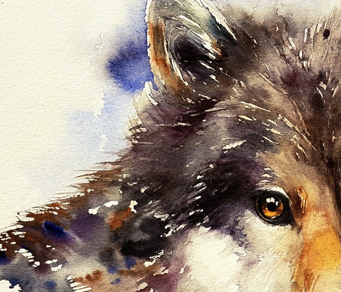 Toren the Gray Wolf Watercolour by Arti Chauhan | Artfinder