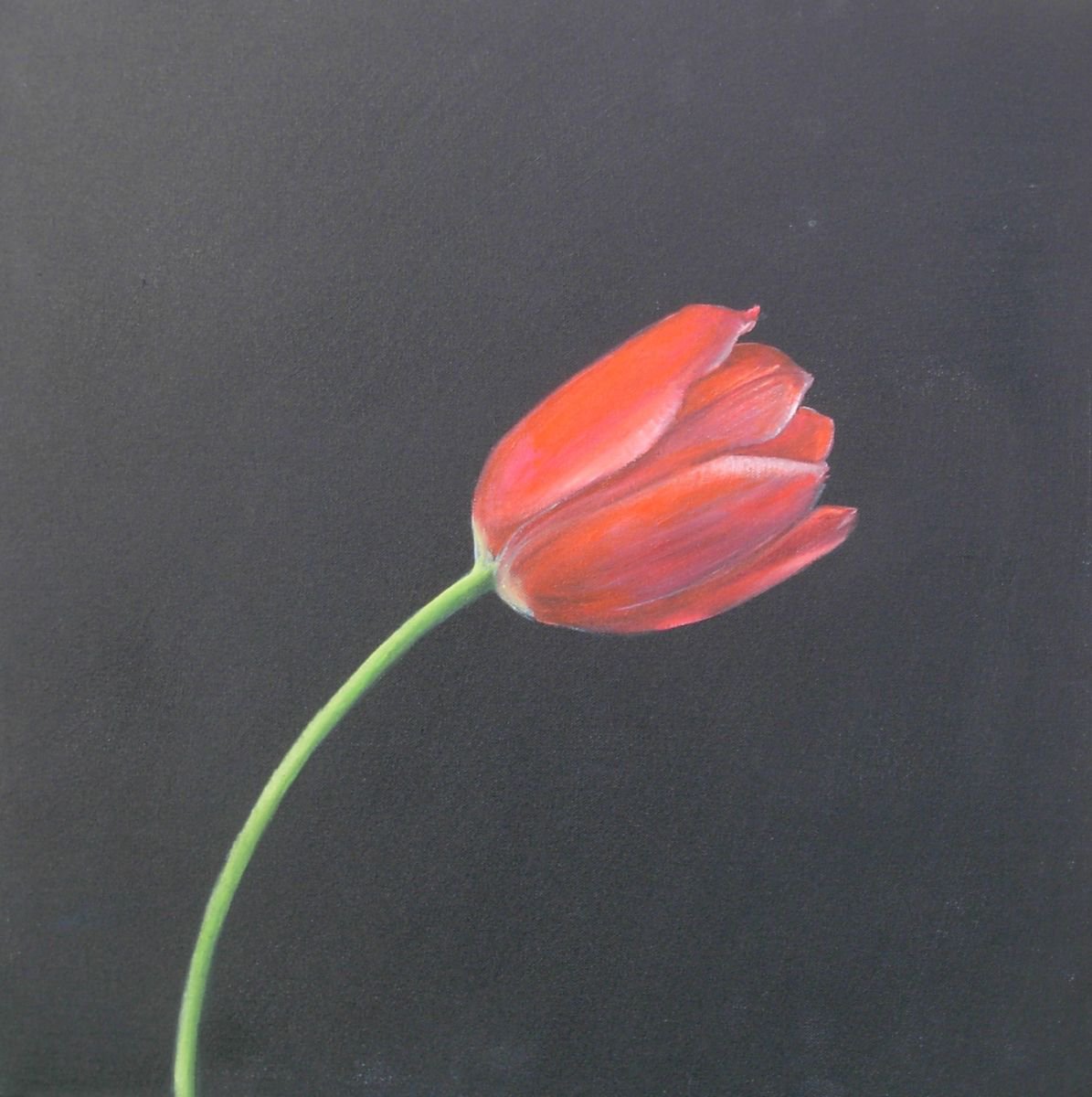 One Red Tulip Acrylic painting by Jan Rippingham | Artfinder