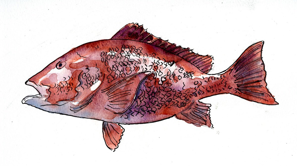 Red Snapper Watercolour by Stuart Roper | Artfinder