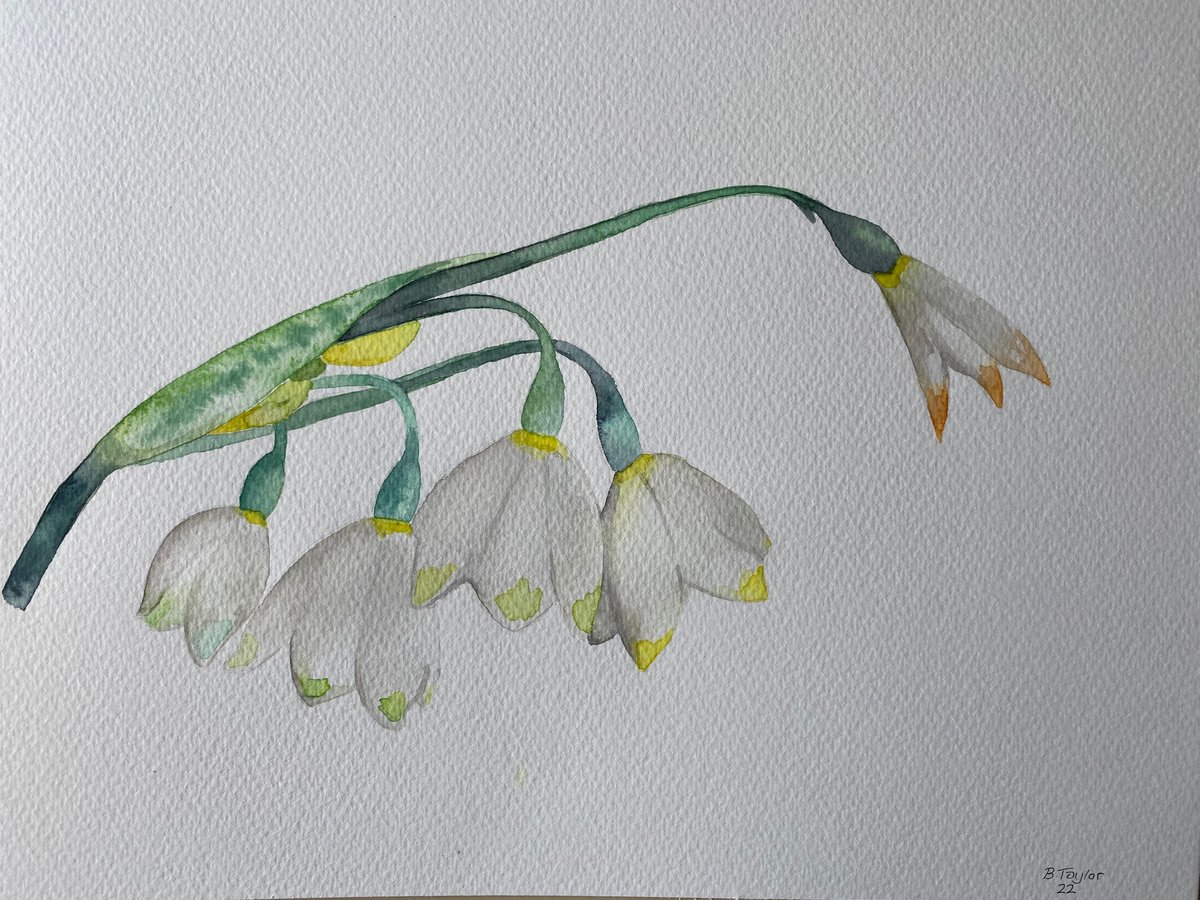 Snowdrops watercolour painting Watercolour by Bethany Taylor | Artfinder