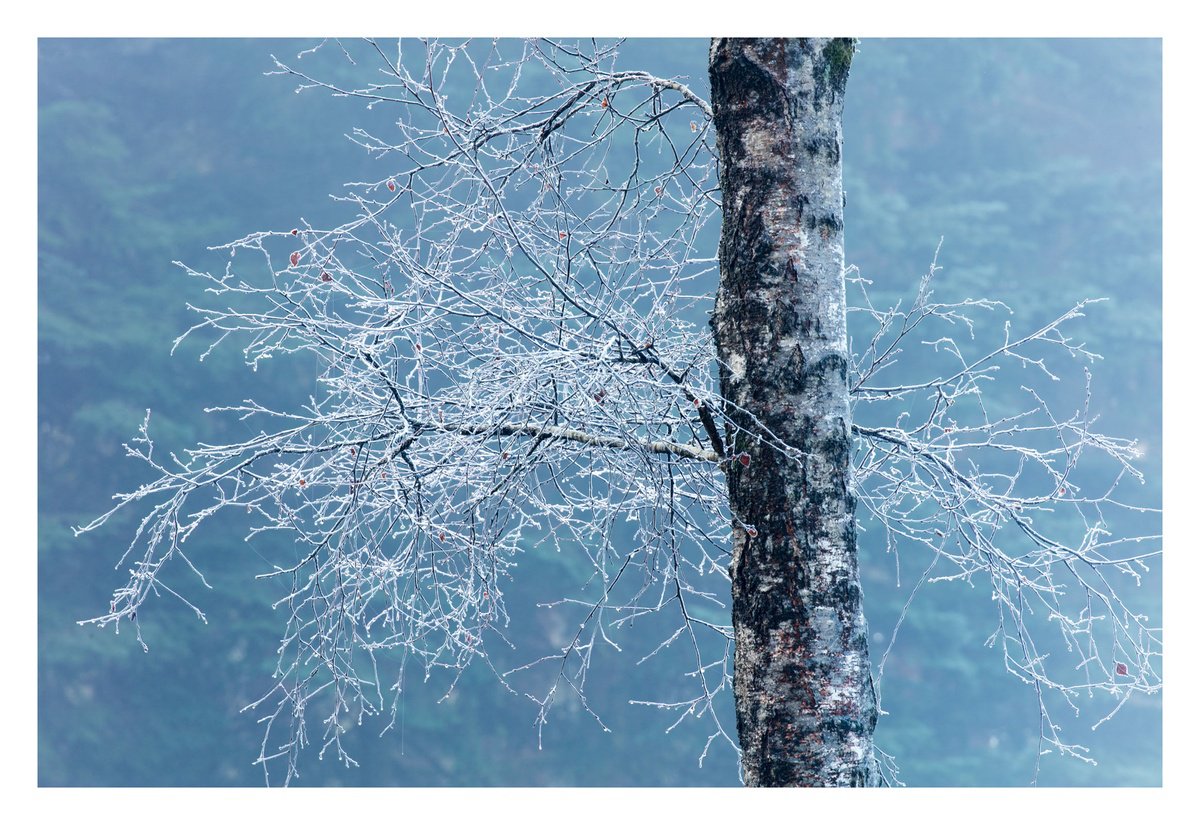 December Forest V Photograph by David Baker | Artfinder