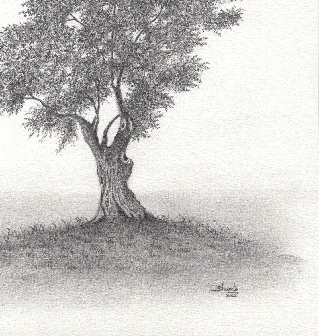Original Pencil Drawing - Olive Tree by Shweta Mahajan