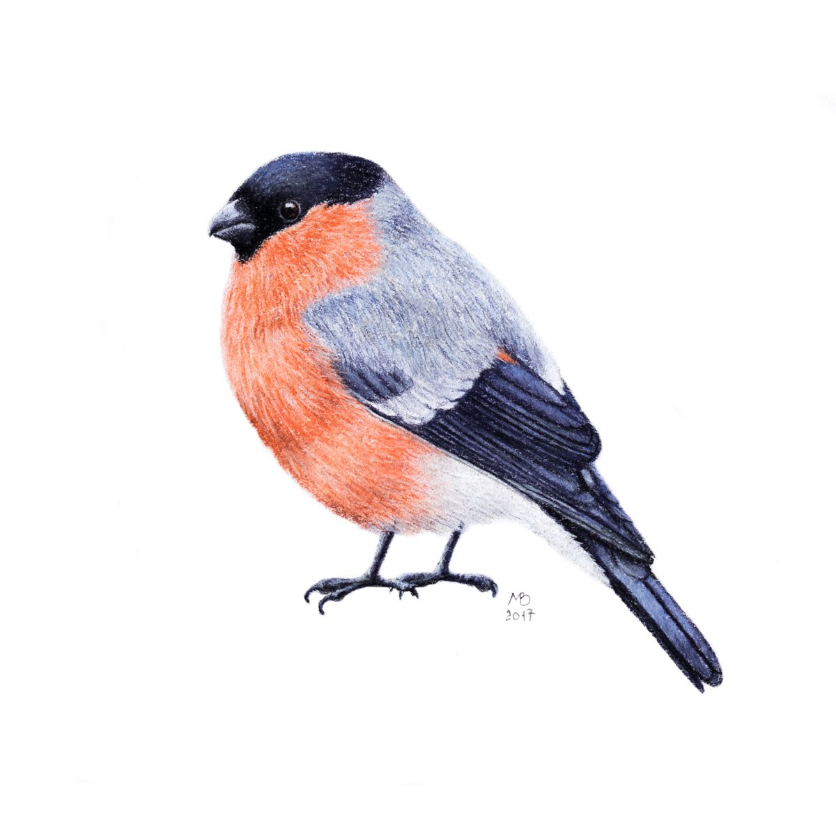 Original pastel drawing "Bullfinch" | Artfinder