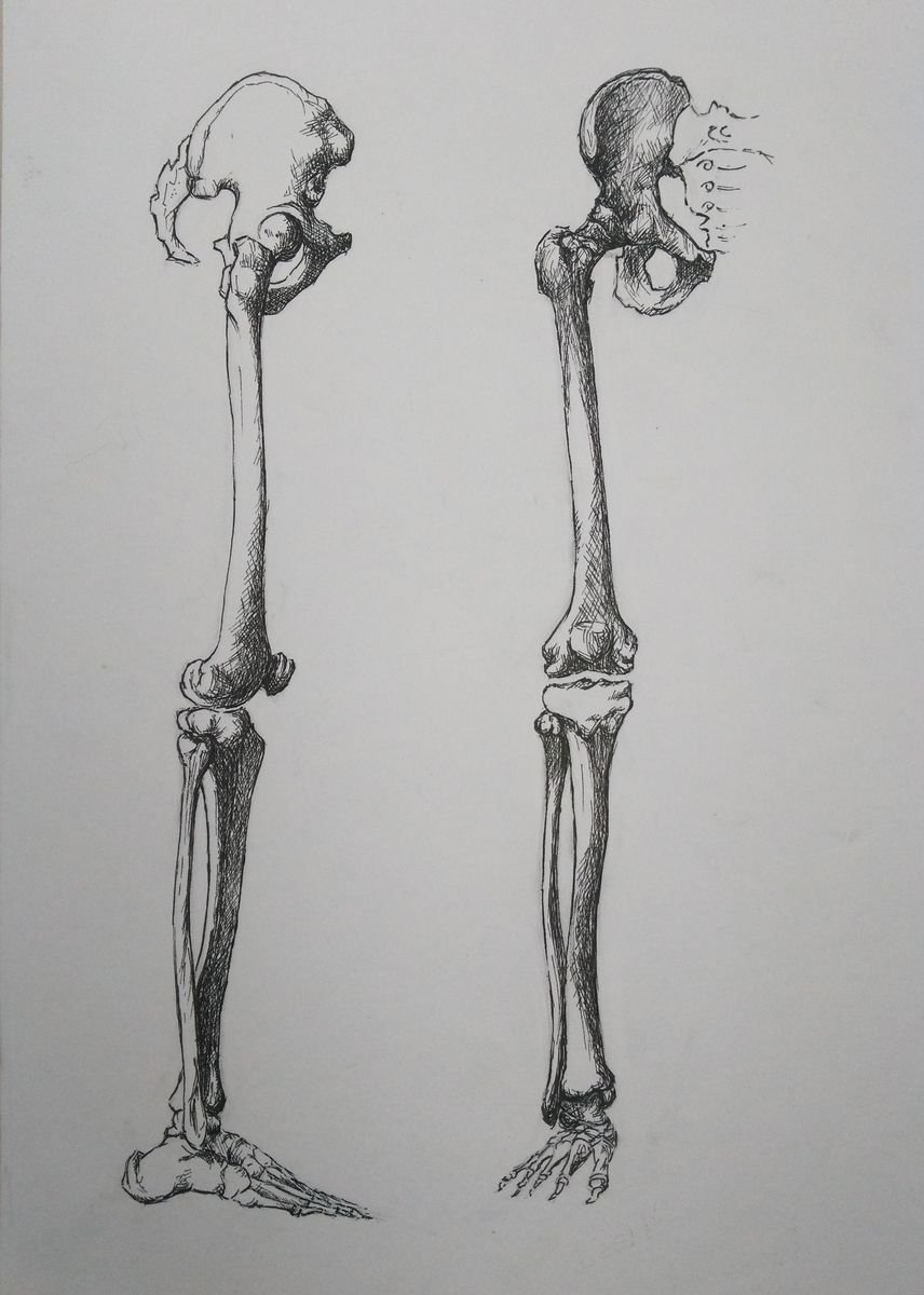 Leg Bones Ink Drawing By Sara Radosavljevic Artfinder Leg Bones Ink Drawing By Sara Radosavljevic Artfinder
